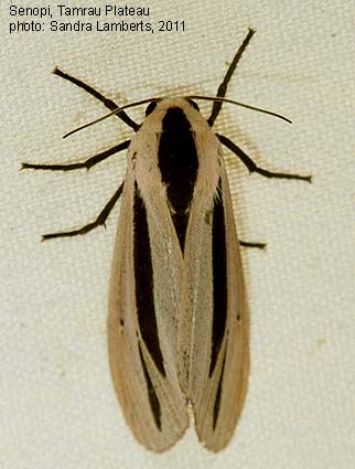 Papua Insects Foundation (Lepidoptera/Erebidae/Arctiinae/Creatonotos ...